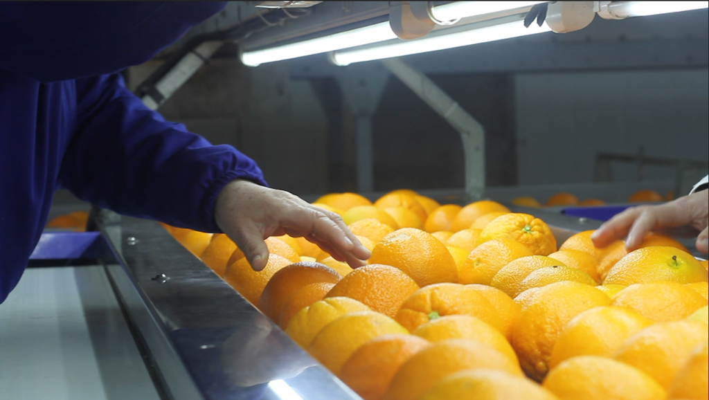 Obtención de la certificación Tesco Nurture | Agrícola El Canelillo